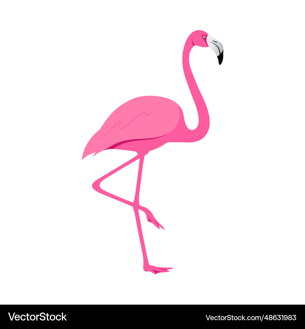Pink flamingo birds Royalty Free Vector Image - VectorStock