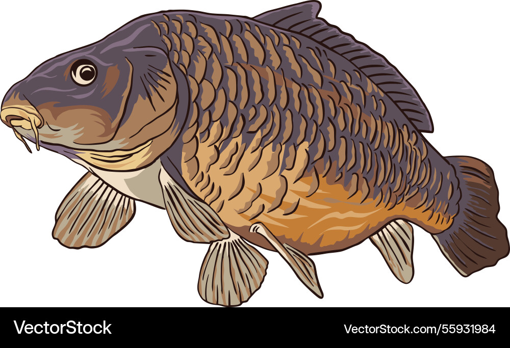 Carp fishing logo image t shir Royalty Free Vector Image