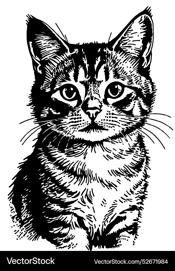 Cat with striped fur looking directly at the view Vector Image