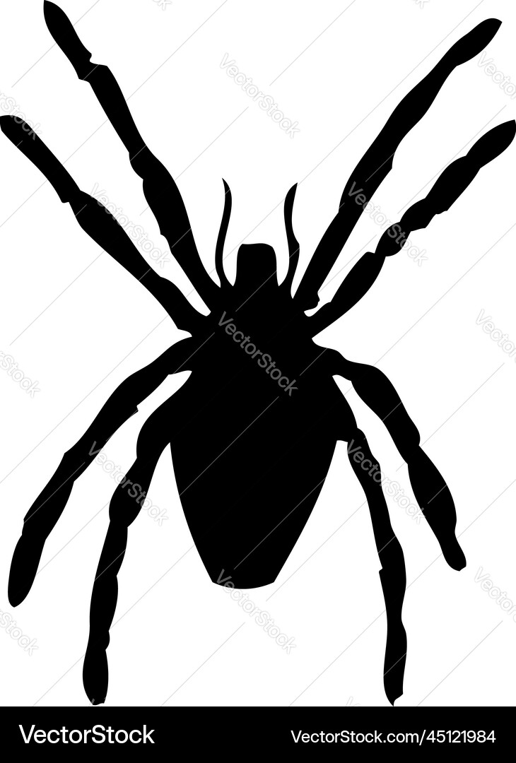Spider silhouette Royalty Free Vector Image - VectorStock