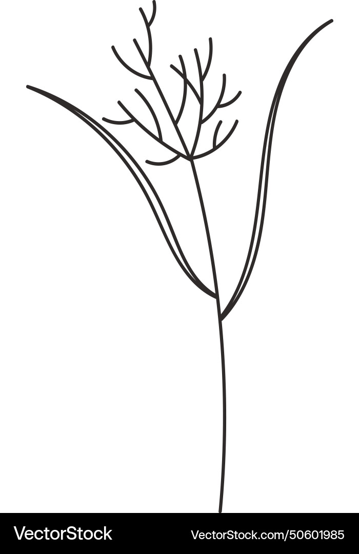 Dill micro greens sketch Royalty Free Vector Image