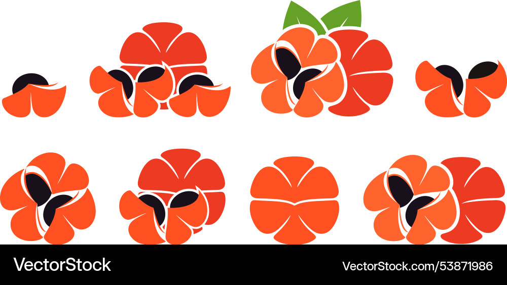 Guarana Royalty Free Vector Image - VectorStock