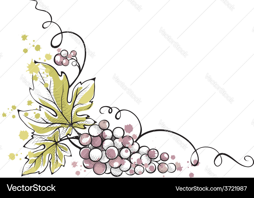 Bunch of grapes Royalty Free Vector Image - VectorStock