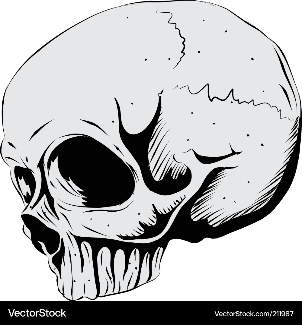 Skull Royalty Free Vector Image - VectorStock