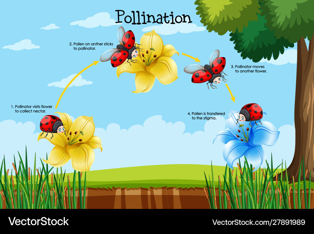 Diagram showing pollination with flower and bug Vector Image