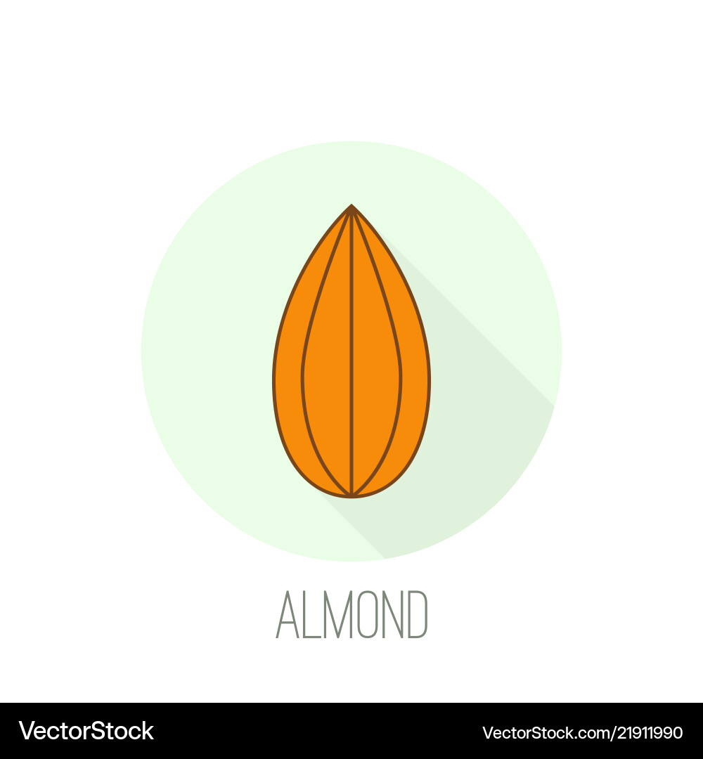 Almond icon nut Royalty Free Vector Image - VectorStock