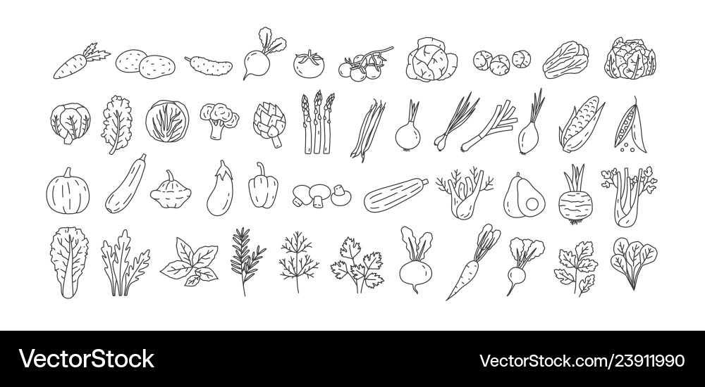 Bundle of vegetables cultivated root crops Vector Image