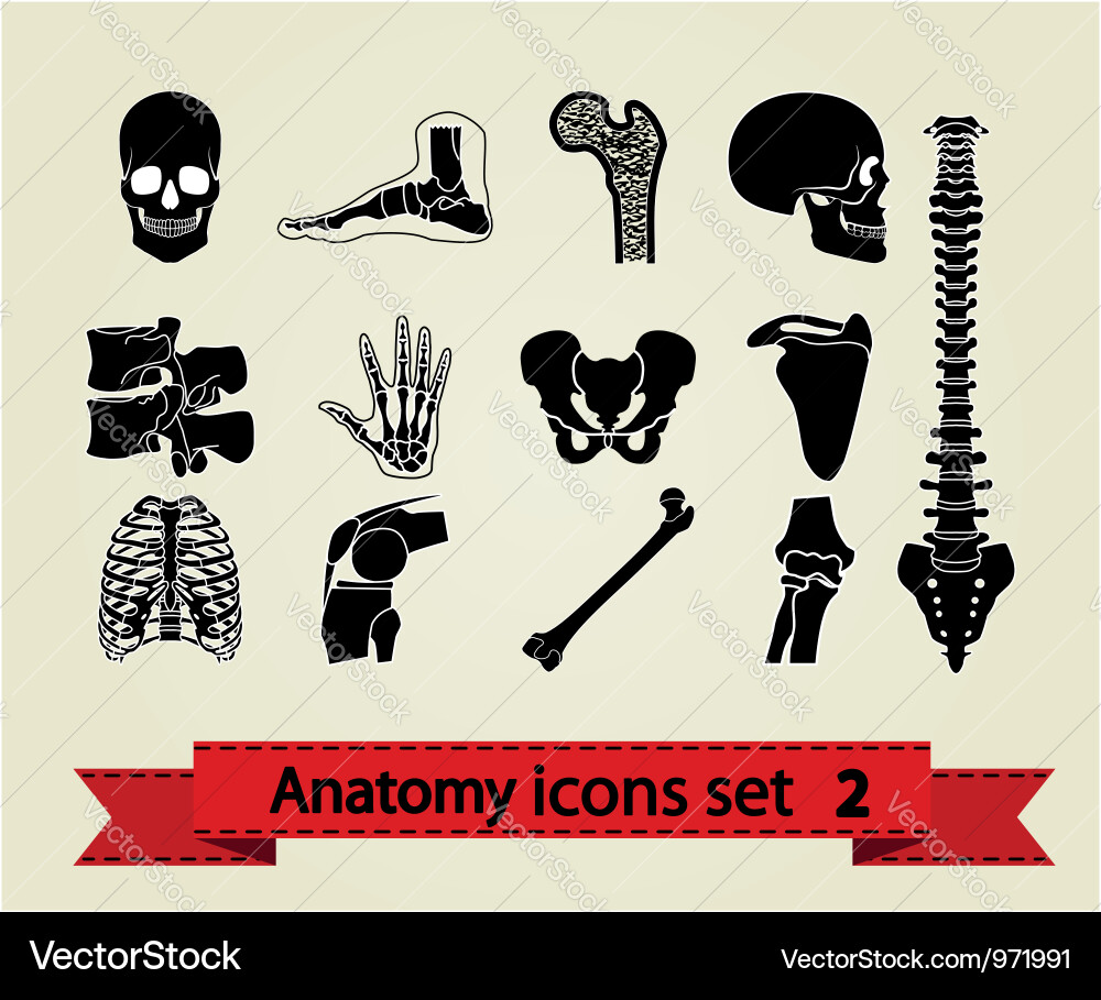 Anatomy Icon Set - Human Anatomy Royalty Free Vector Image