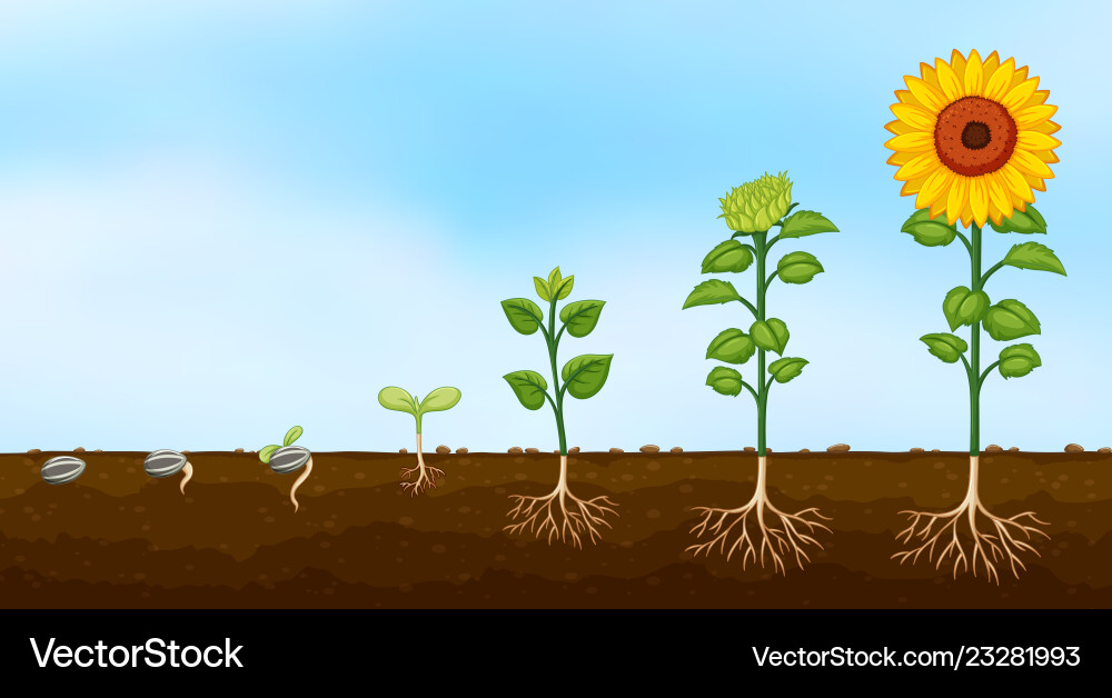 Diagram of plant growth stages Royalty Free Vector Image
