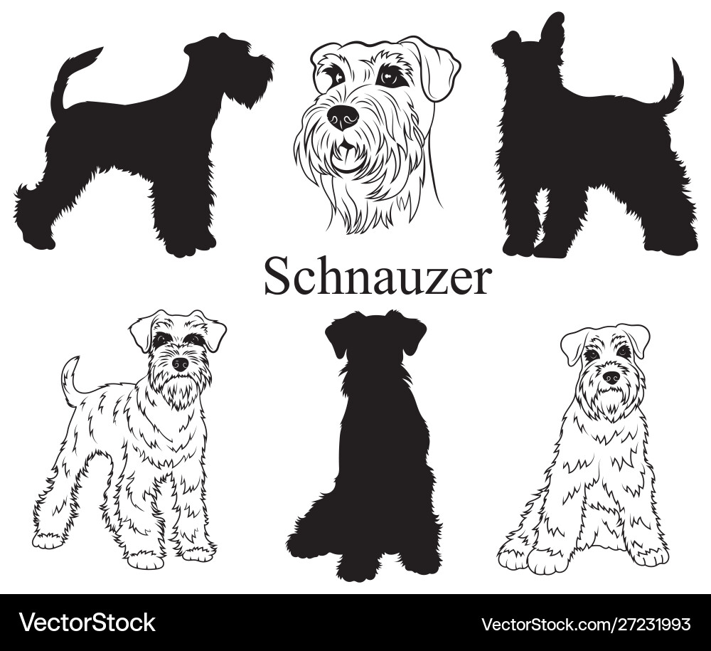 Schnauzer Dog Logo Vector Images (over 200)