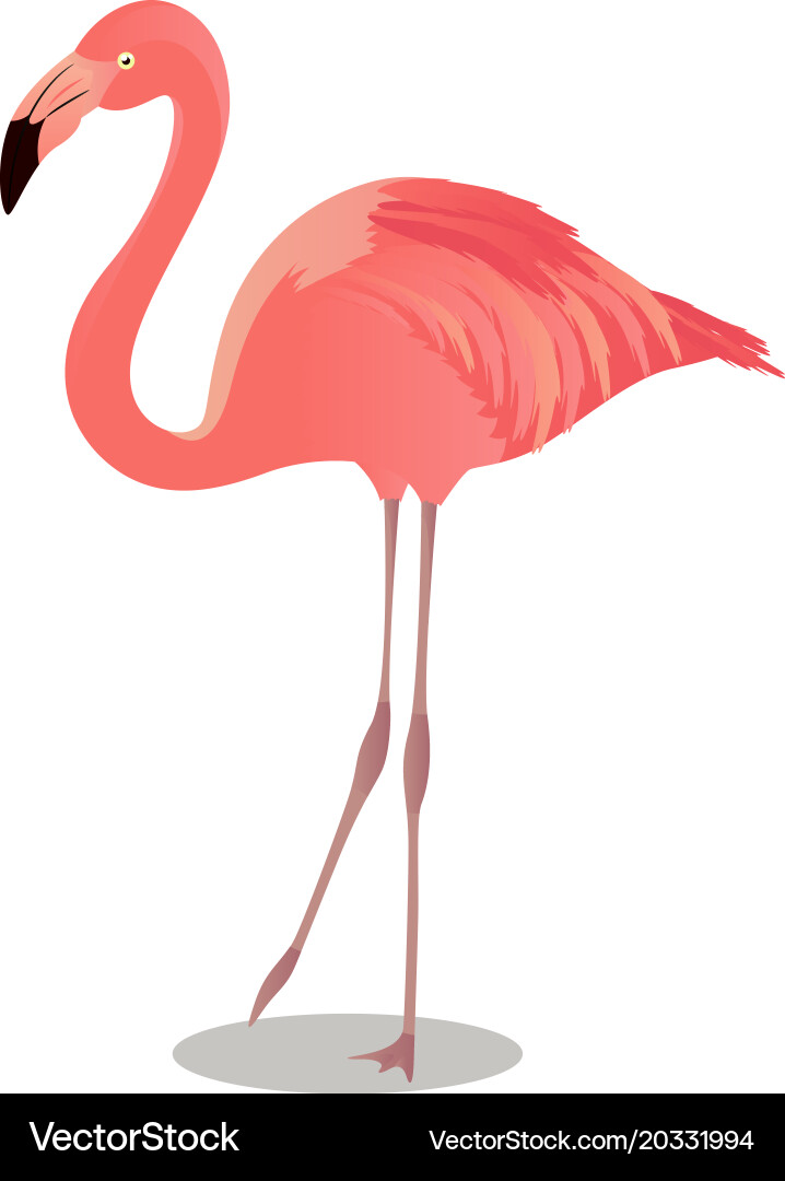 Cartoon Flamingo Royalty Free Vector Image - VectorStock