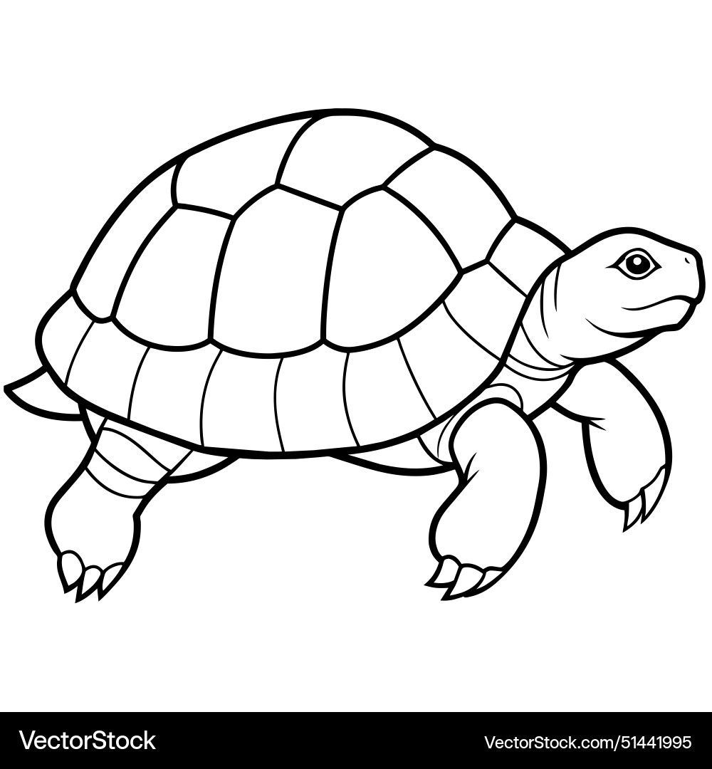 Angulate tortoise turtle looks icon Royalty Free Vector