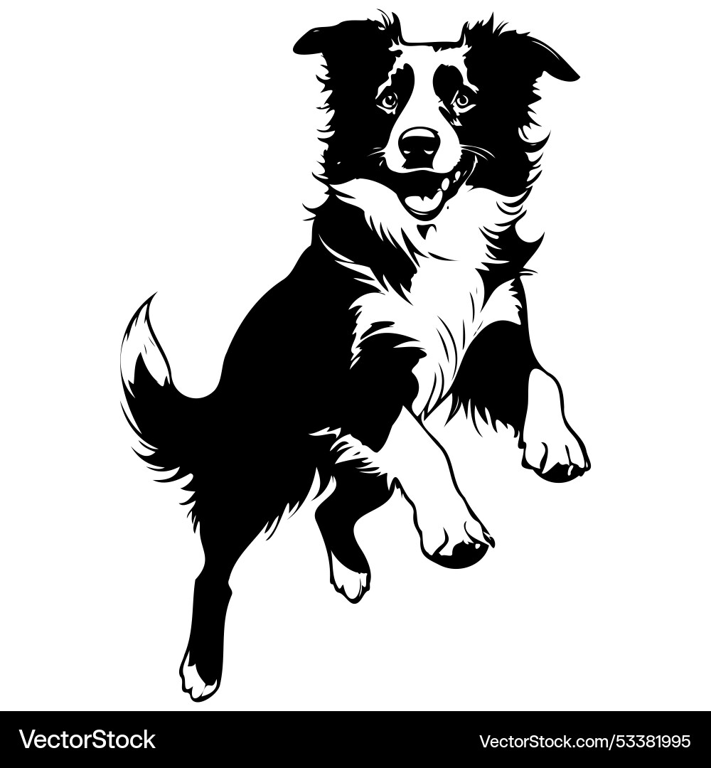 Isolated border collie jump black hand drawn Vector Image