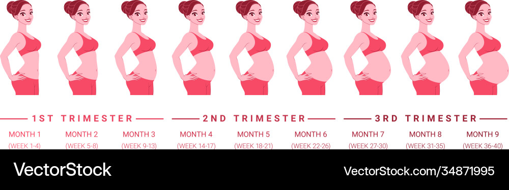 Pregnant Belly Stages Month By Month
