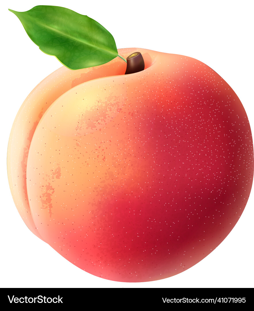 Peach Clipart Vector Images (over 1,000)