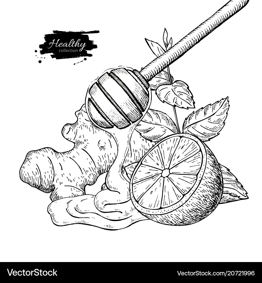 Honey ginger lemon and mint drawing Royalty Free Vector