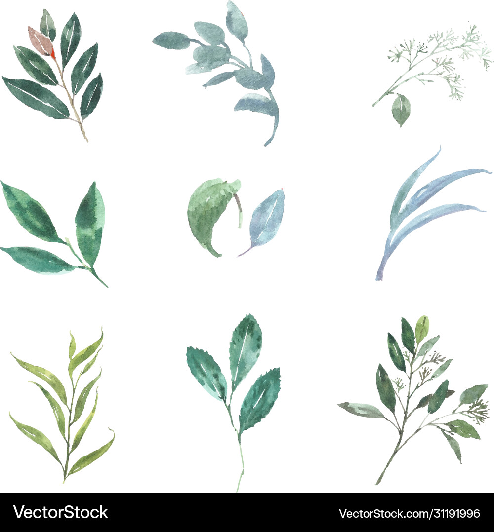 Set watercolor various leaves elements Royalty Free Vector
