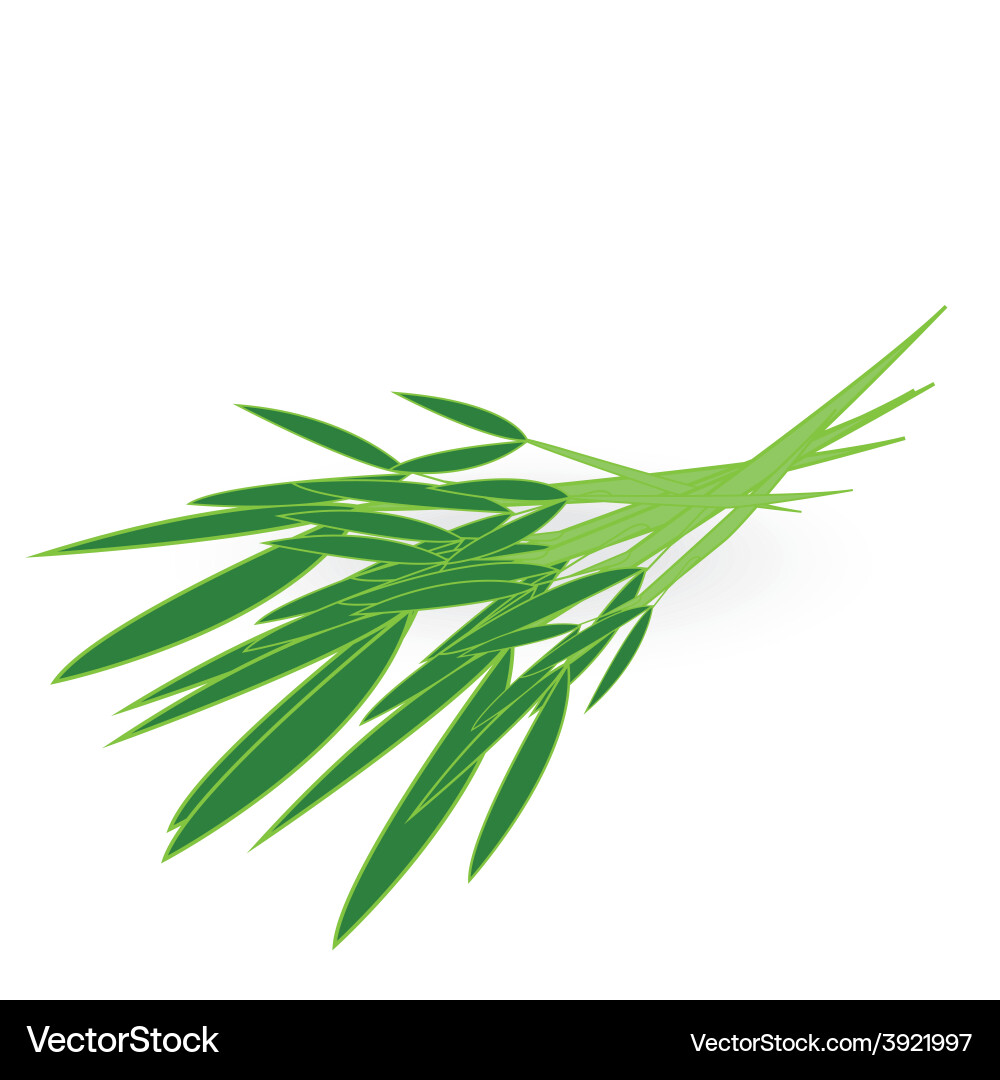 Chinese kangkong isolated on white background Vector Image