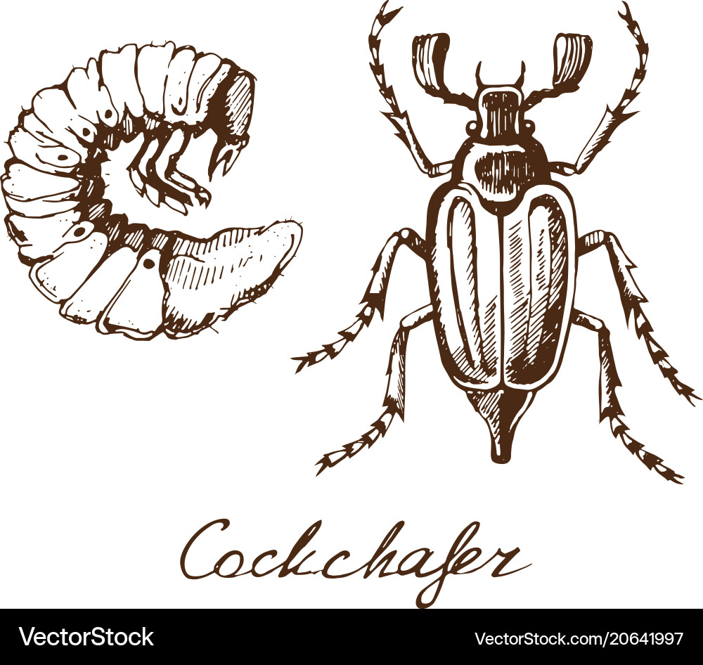May bug sketch Royalty Free Vector Image - VectorStock