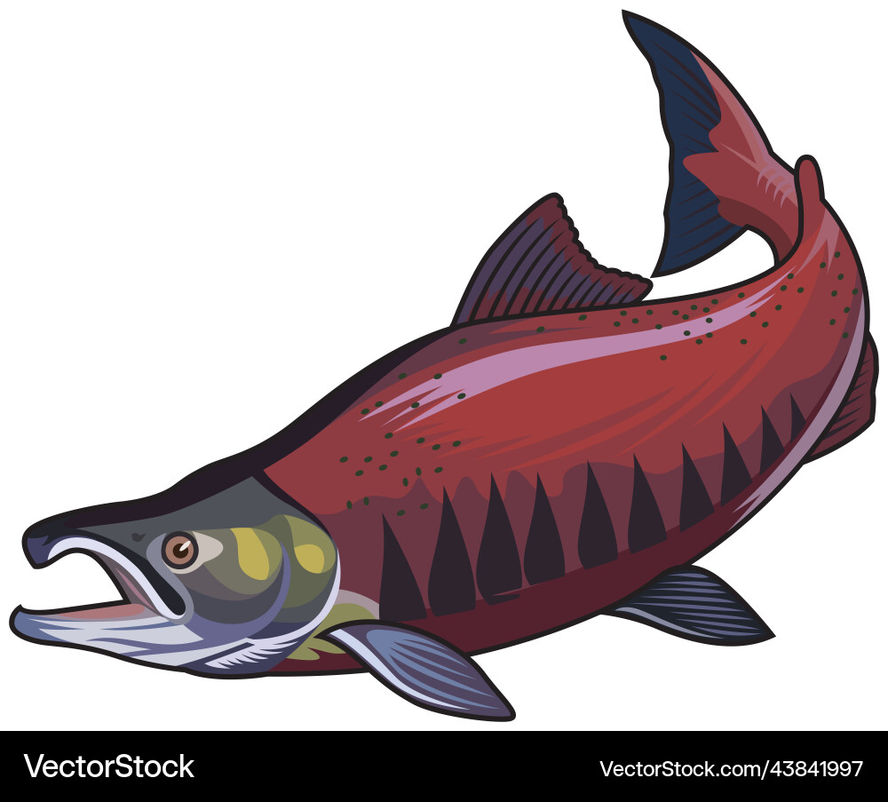 Salmon fish fishing template Royalty Free Vector Image