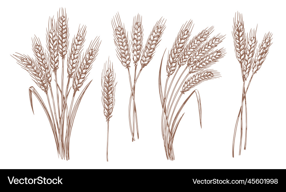 Whole stalks wheat ears spikelets with grains Vector Image