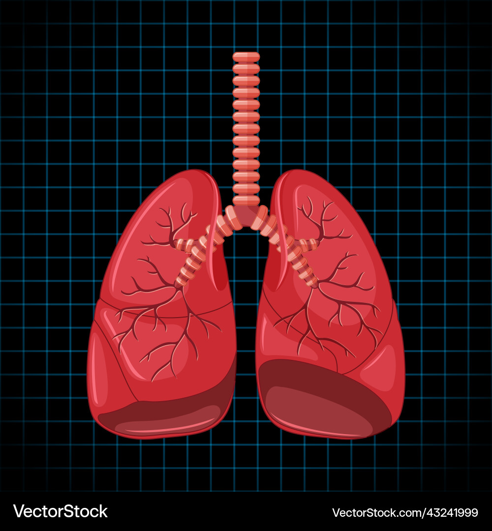 Human internal organ with lungs Royalty Free Vector Image