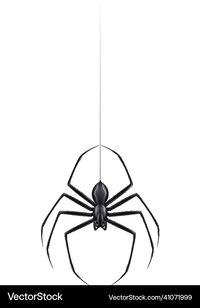 Spider realistic Royalty Free Vector Image - VectorStock