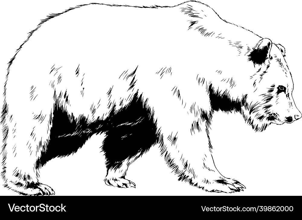 Ink Bear Sketch - Grizzly Bear Royalty Free Vector Image