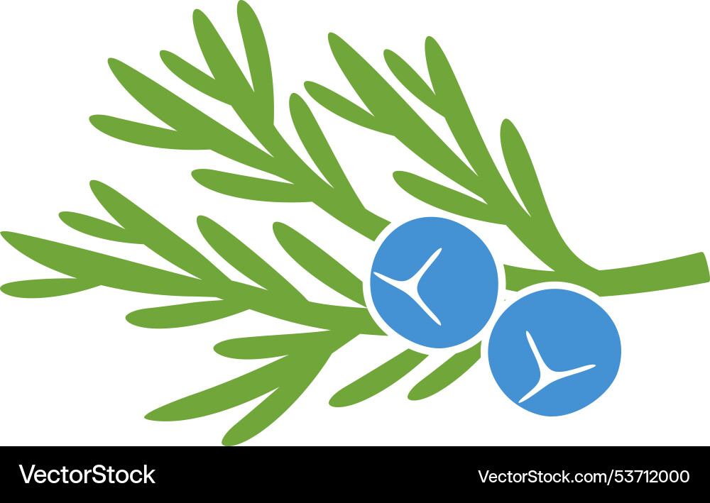 Juniper Royalty Free Vector Image - VectorStock