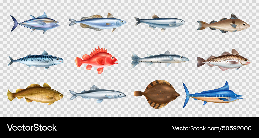 Sea fish transparent set Royalty Free Vector Image