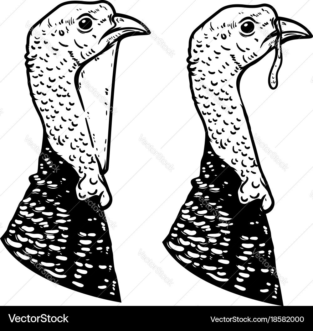 Turkey head isolated on white background Vector Image