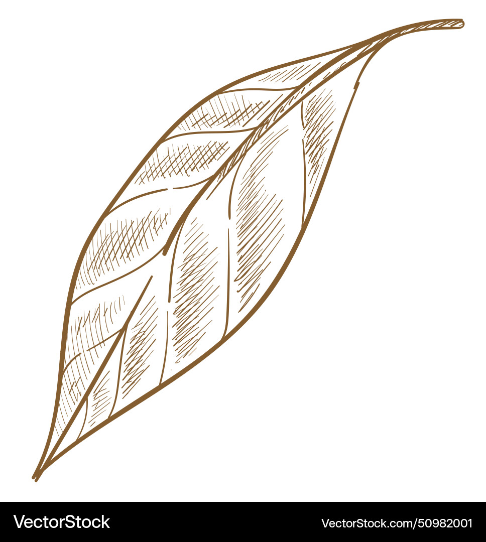 Leaf of plant bush or tree ecological botany Vector Image