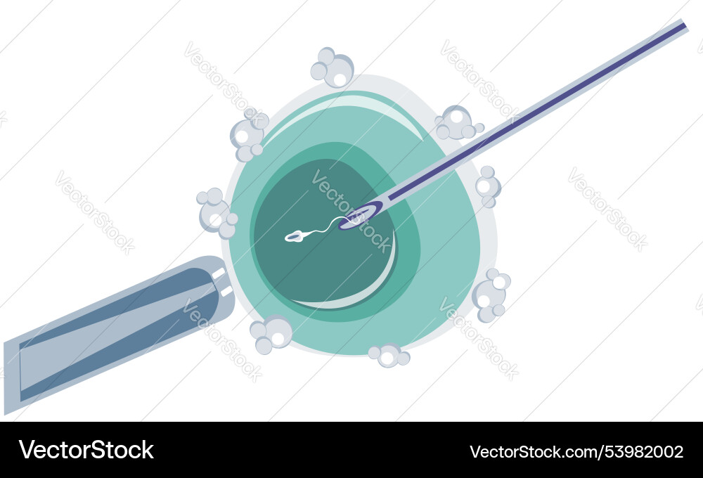 Artificial insemination of oocyte Royalty Free Vector Image