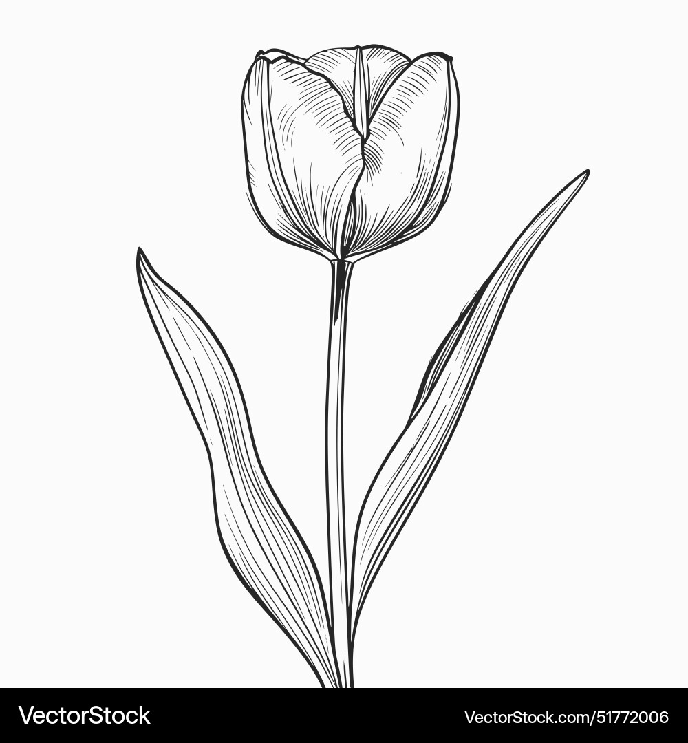 Tulip Royalty Free Vector Image - VectorStock