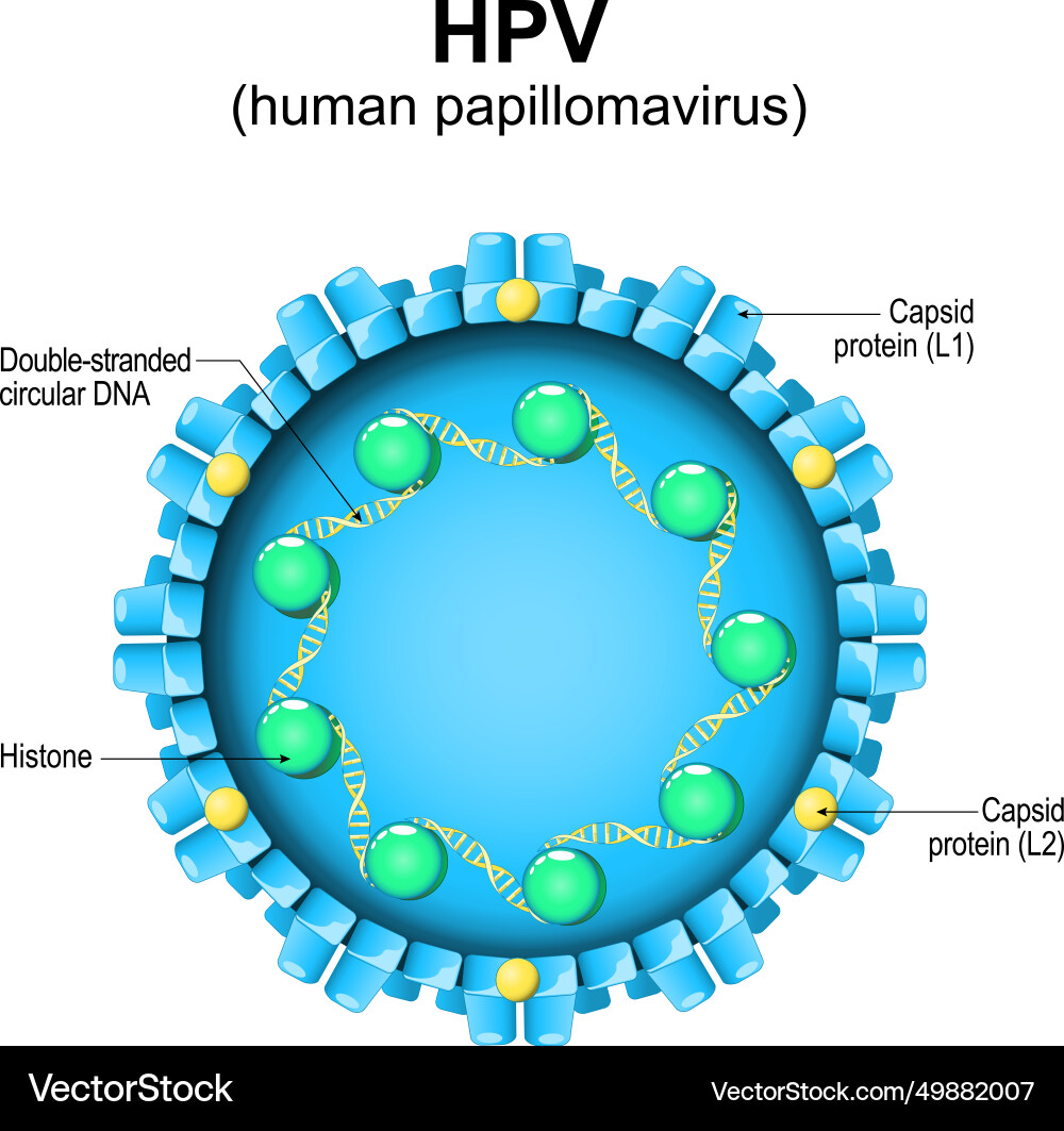 Human papillomavirus hpv structure Royalty Free Vector Image