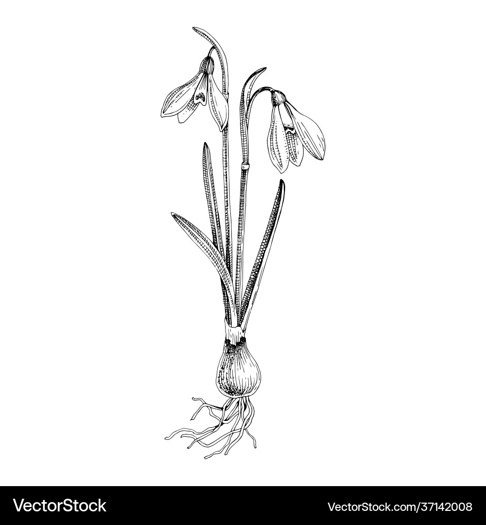 Hand drawn spring snowdrop flower Royalty Free Vector Image