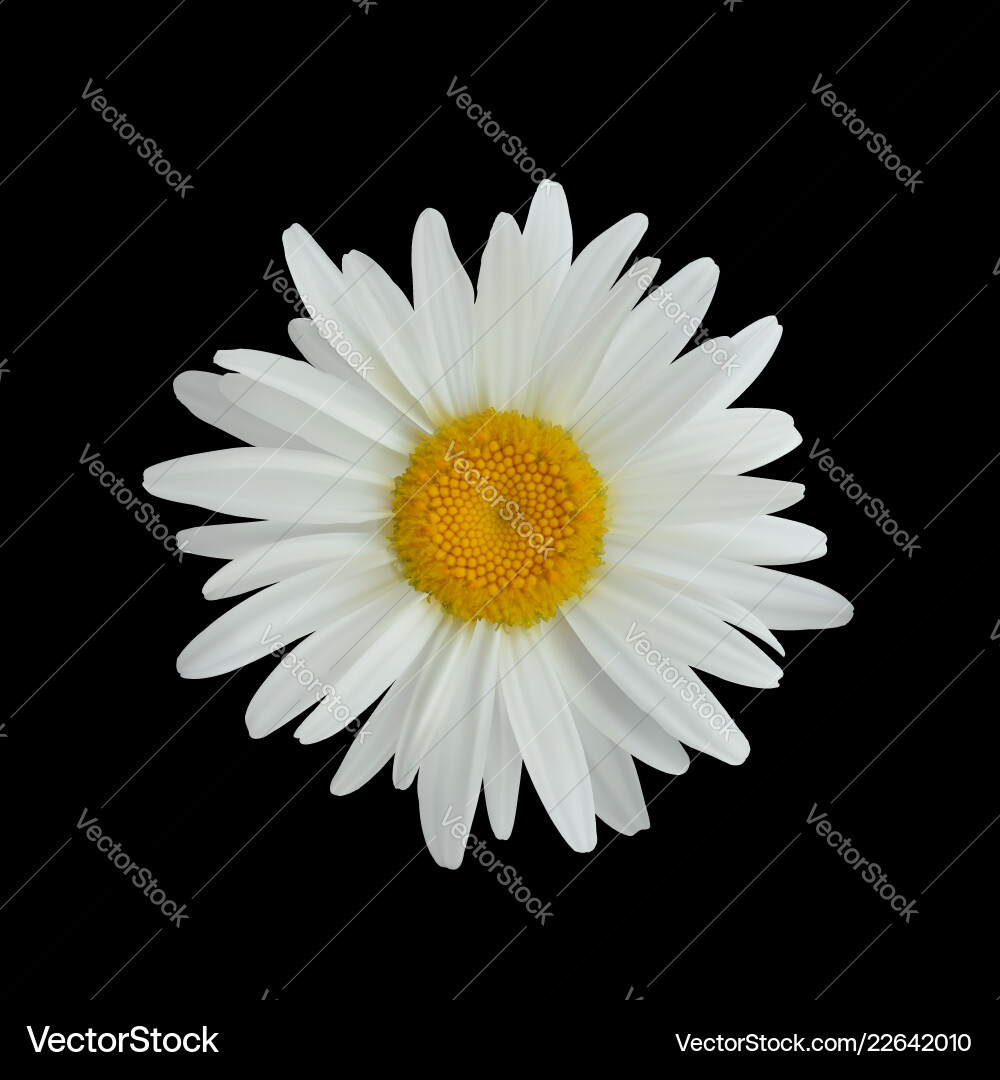 Realistic daisy flower isolated on dark background