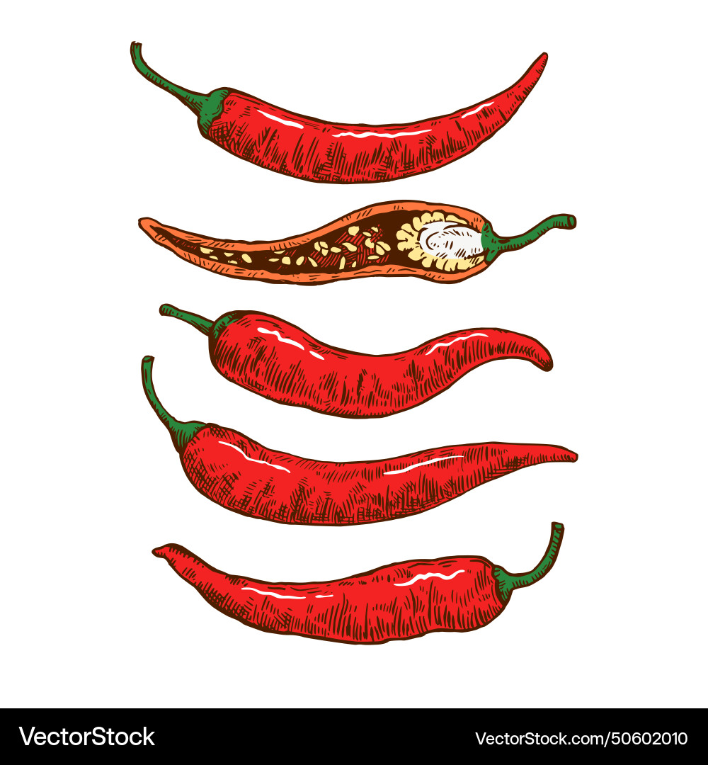 Set of hand drawn chili pepper with various Vector Image