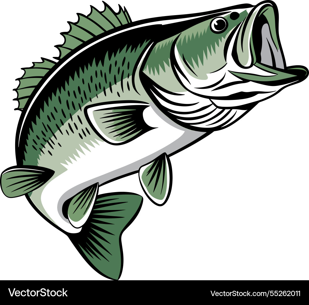 Bass fish Royalty Free Vector Image - VectorStock