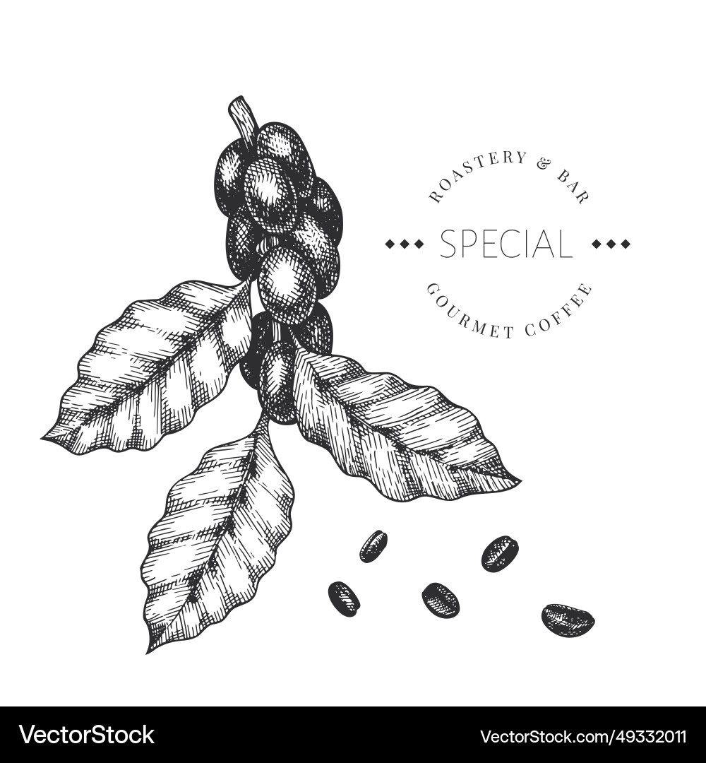 Coffee branch hand drawn isolated tree Royalty Free Vector