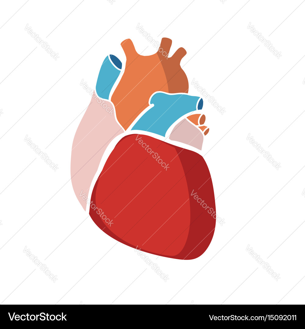 Schematic Heart Diagram Royalty Free Vector Image