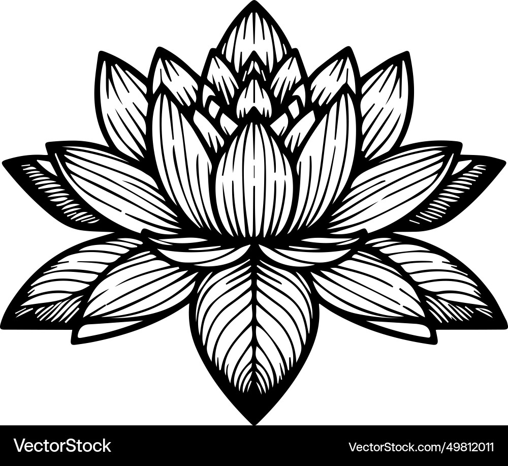 Simple lily pad drawing easy water Royalty Free Vector Image