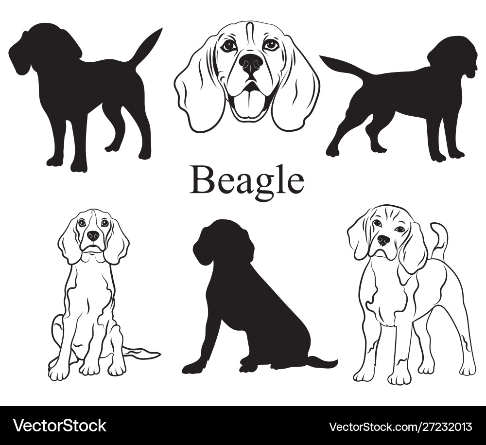 Beagle set collection pedigree dogs black Vector Image