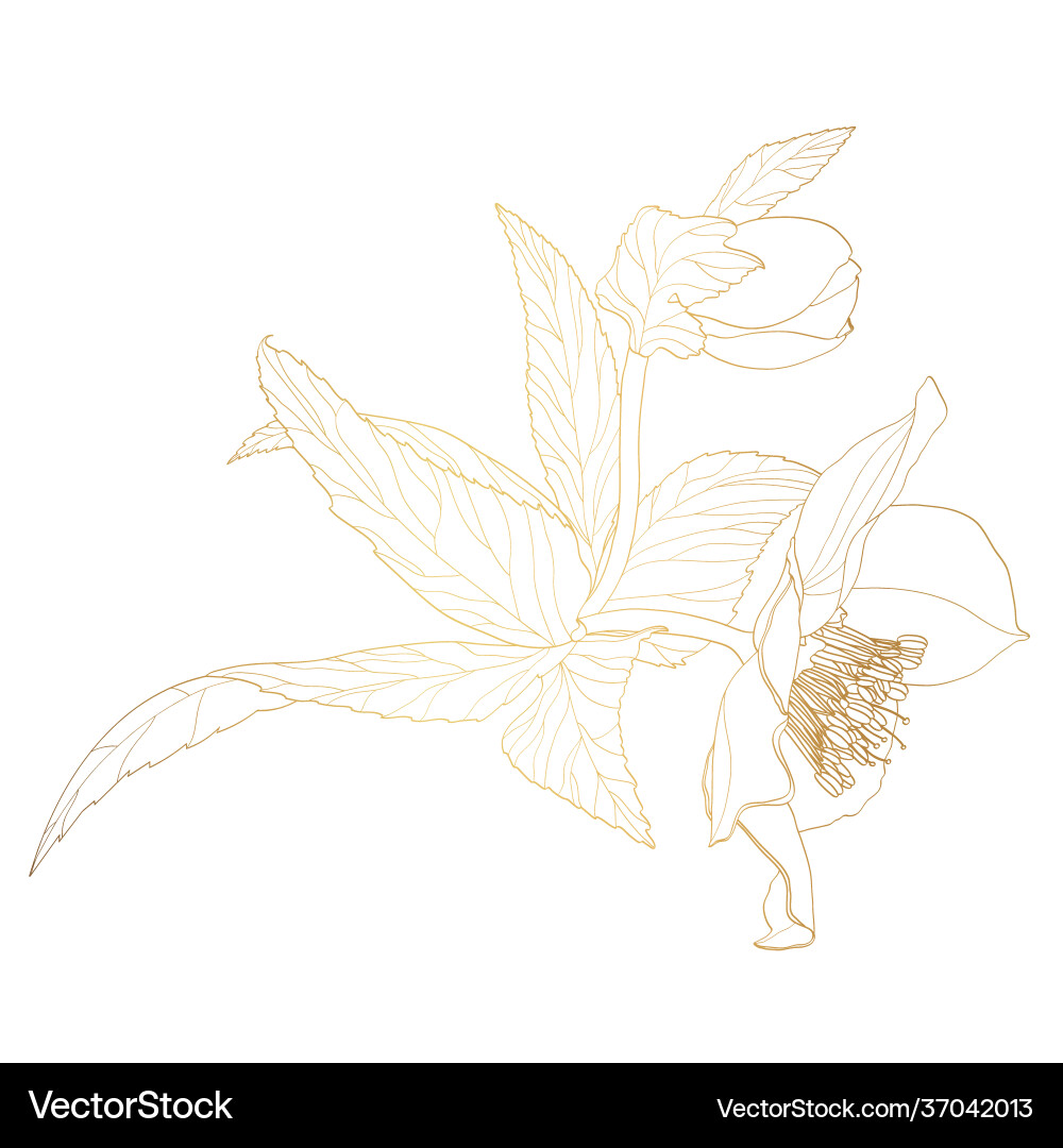 Hellebore floral botanical flower with bud Vector Image