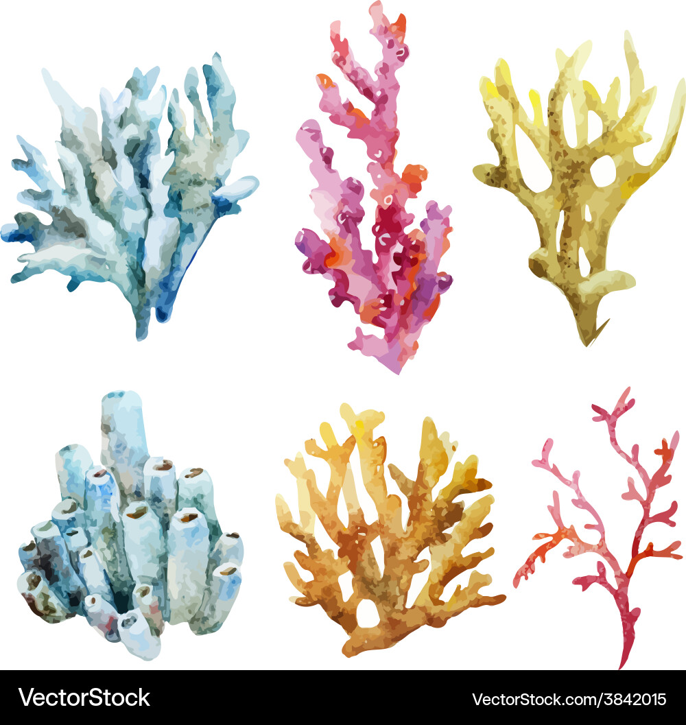 Corals with shells and crabs Royalty Free Vector Image