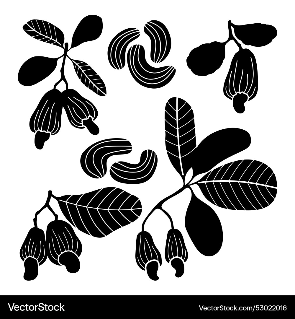 Cashews leaves and nuts silhouette stencil Vector Image