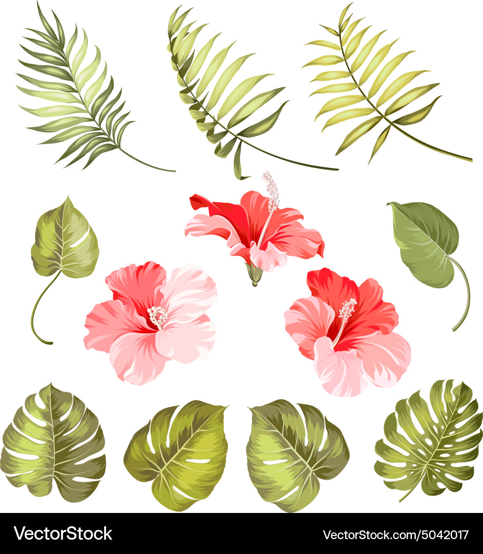 Tropical Hibiscus Flower Royalty Free Vector Image