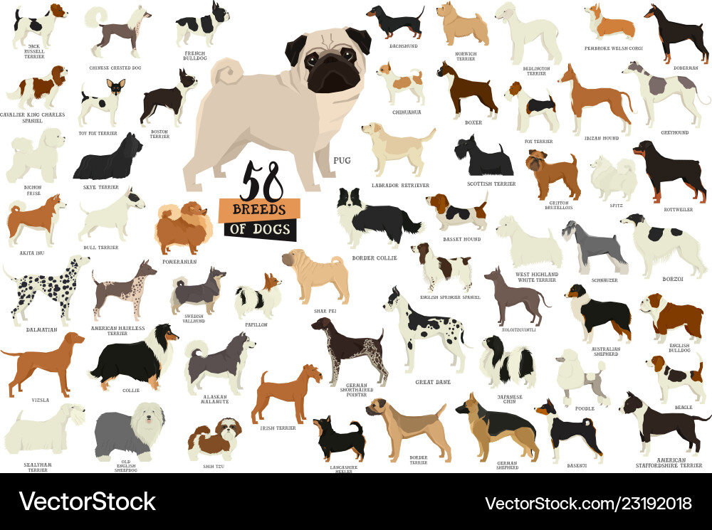 58 Dog Breeds Collection Royalty Free Vector Image
