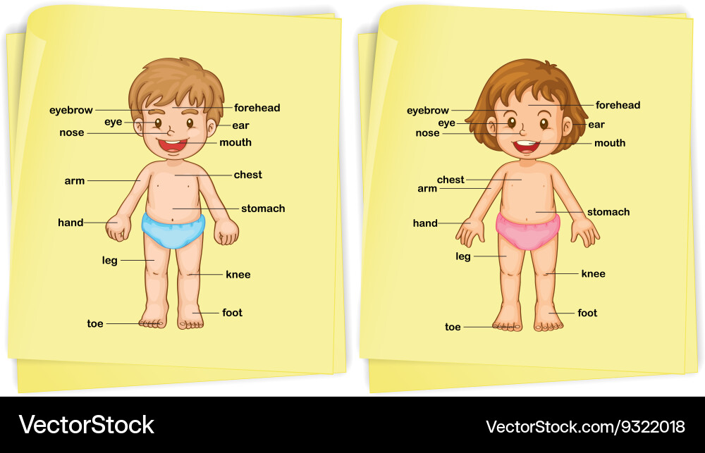 Human Anatomy: Boy and Girl Royalty Free Vector Image