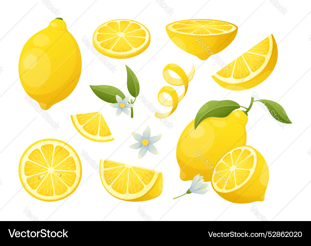 Fresh lemon fruit Royalty Free Vector Image - VectorStock